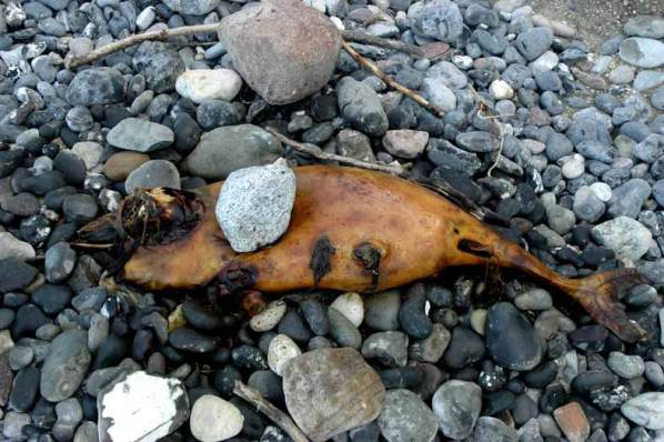 natuur | Rondje Oostzee met de Calenture! | Pagina 2